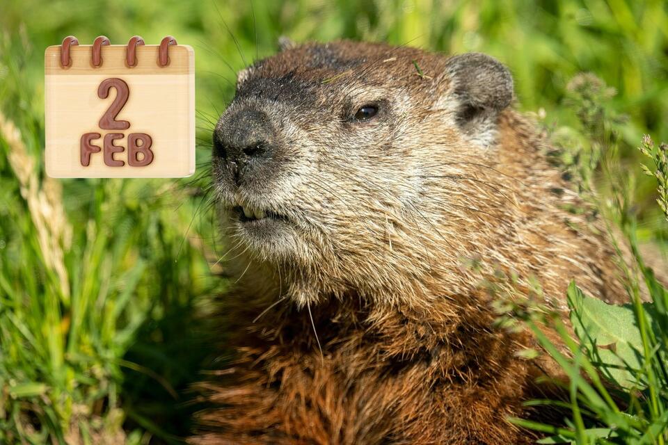 Groundhog Day is an Outdated Tradition. Time to Cast a New Shadow ...