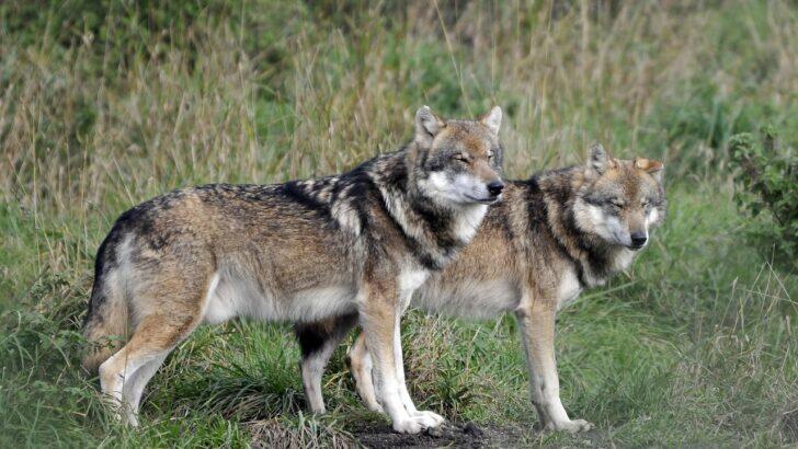 15 Little Known Facts About Wolves - NewsBreak