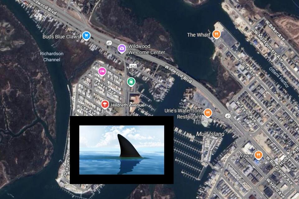 Dead shark washes ashore in Wildwood, stunning beachgoers - NewsBreak