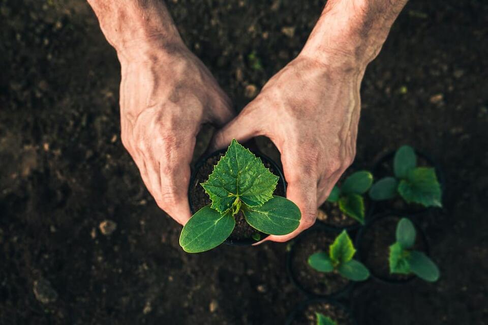 5 Reasons Why You Should Only Plant Native Plants In Your Garden ...