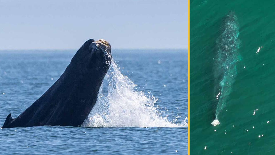Watch heartbreaking footage of humpback whale with missing tail in ...