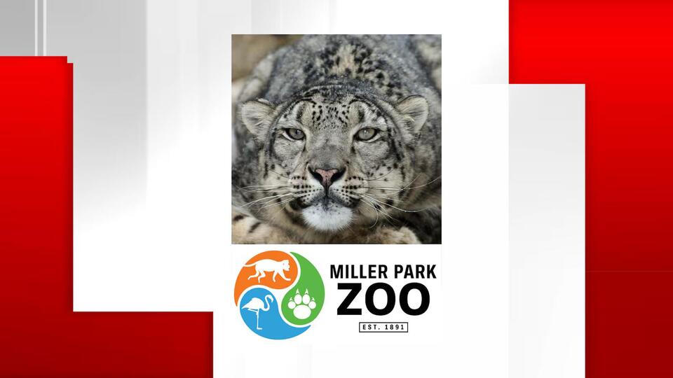 Miller Park Zoo saying goodbye to female snow leopard - NewsBreak