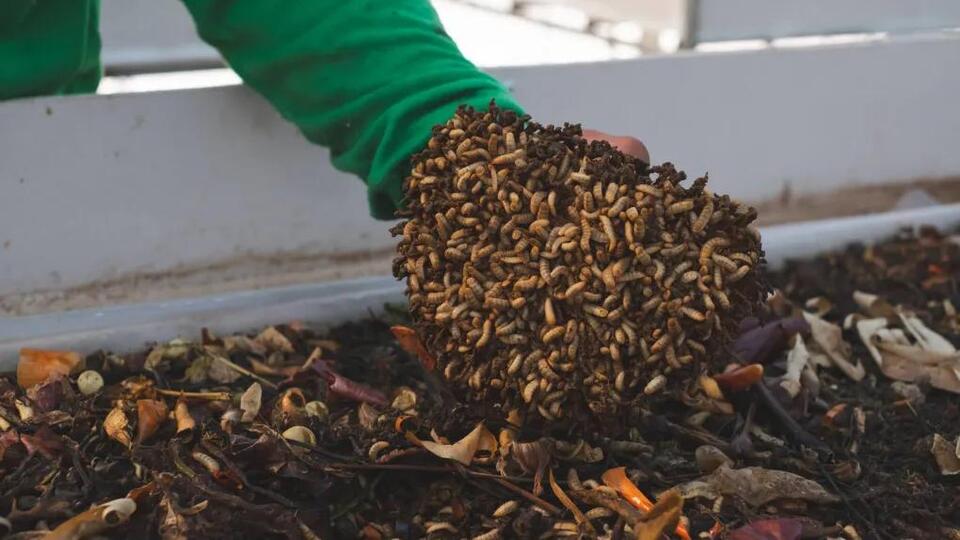 This tiny bug transforms food waste into nutrient-rich biofertiliser ...