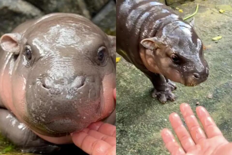 Meet Moo Deng, the Sassy Baby Hippo That’s Taking Over the Internet - NewsBreak