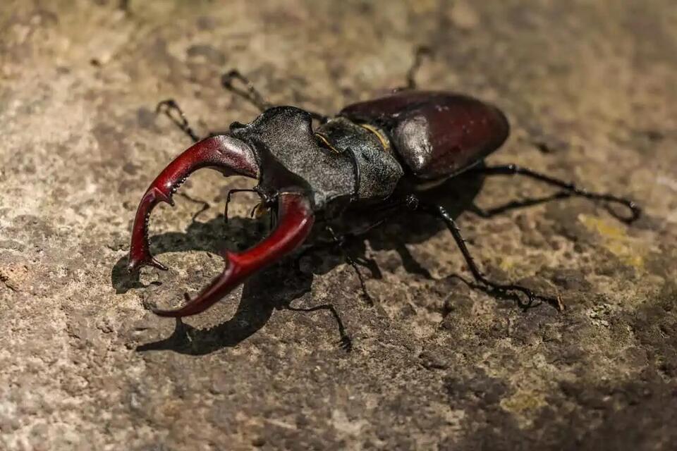 Types of Beetles with Pincers: A Complete Guide to Nature’s Armored ...