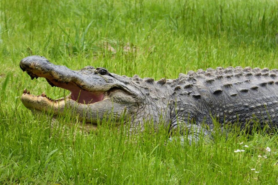 Conservation Icon: American Alligator & Swamp Ecosystems - NewsBreak