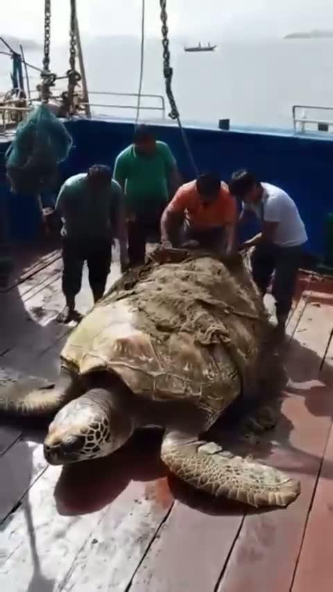 Crew Rescues Giant Turtle#Deck Net Removal#Turtle Rescue#Deck Action# ...