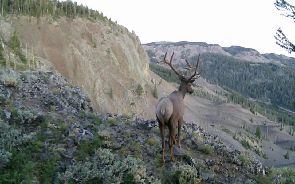 Trail Camera Survey Finds Mission Ridge, WA, Ski Resort Expansion ...