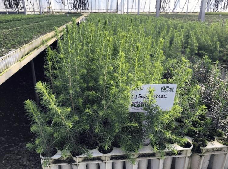 N.C. Forest Service offering tree seedlings for sale - NewsBreak