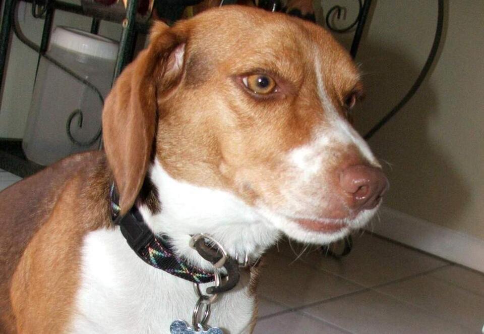 New Orleans man remembers his beloved beagle, lost in Katrina then ...