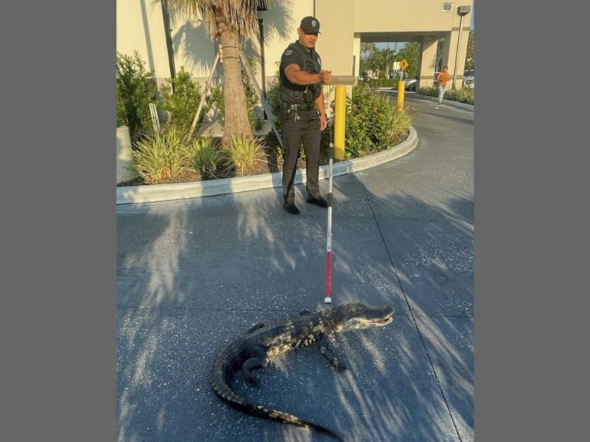 Alligator Strolls Through Florida Starbucks Drive-Thru