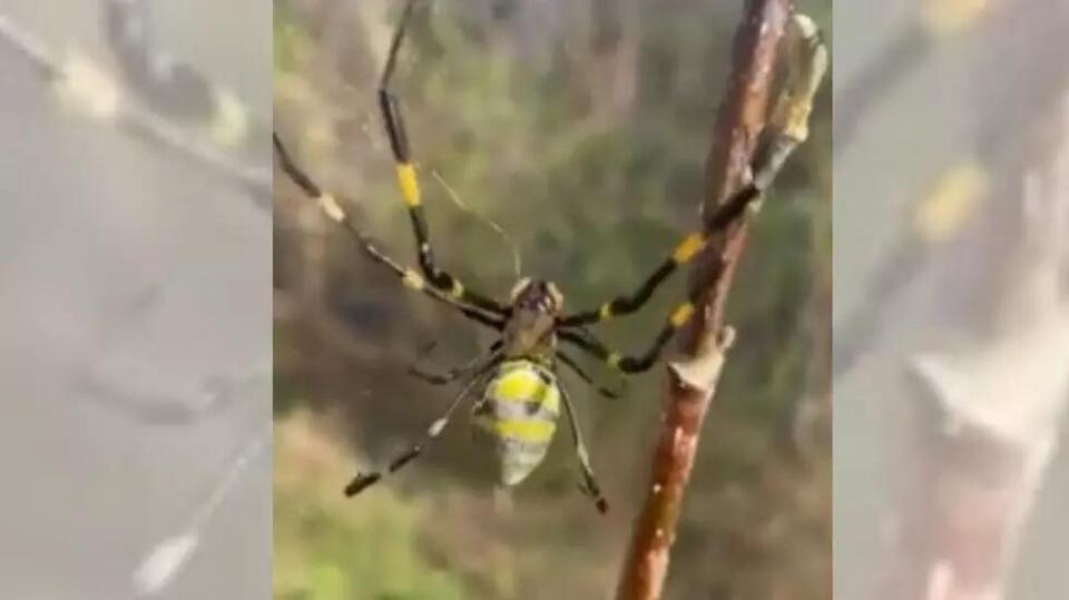 They Are Scary, But Don’t Squash These BIG, Invasive, Flying Spiders ...