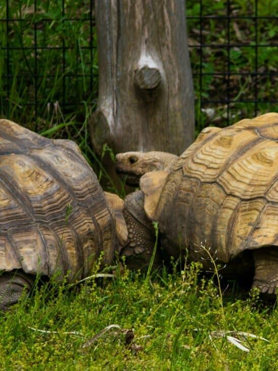 The Tortoise: A Symbol of Patience and Slow Movement - NewsBreak