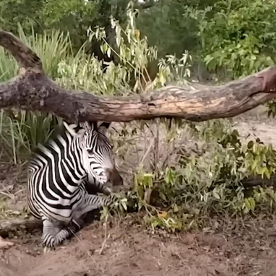 Tourists Discover An Injured Zebra Trapped In Wire, Badly Bleeding From ...