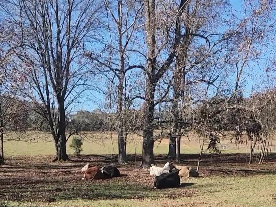 Cows and calves on a fall morning. #animal #heifer #cow #bull #calf # ...
