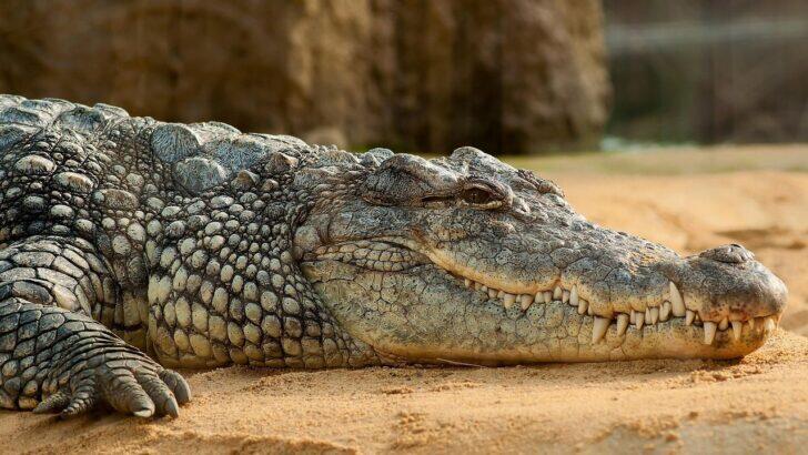 6 Crocodile Facts That Haven’t Changed in Millions of Years - NewsBreak