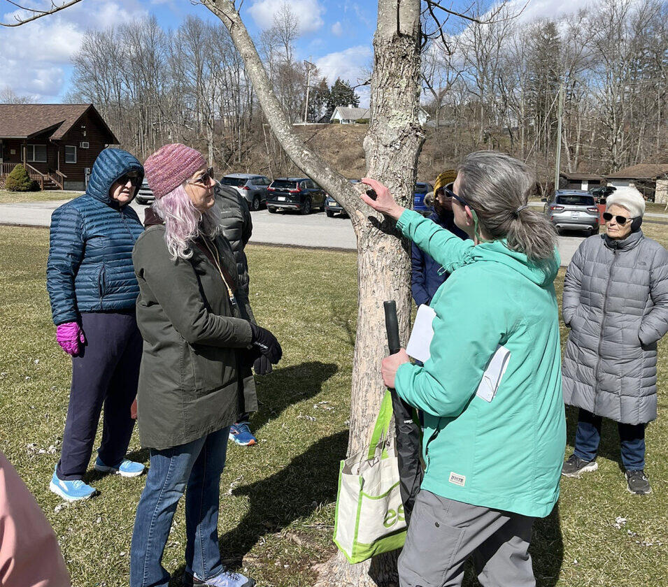 Elkins Tree Board to host fourth Winter Walk Saturday - NewsBreak