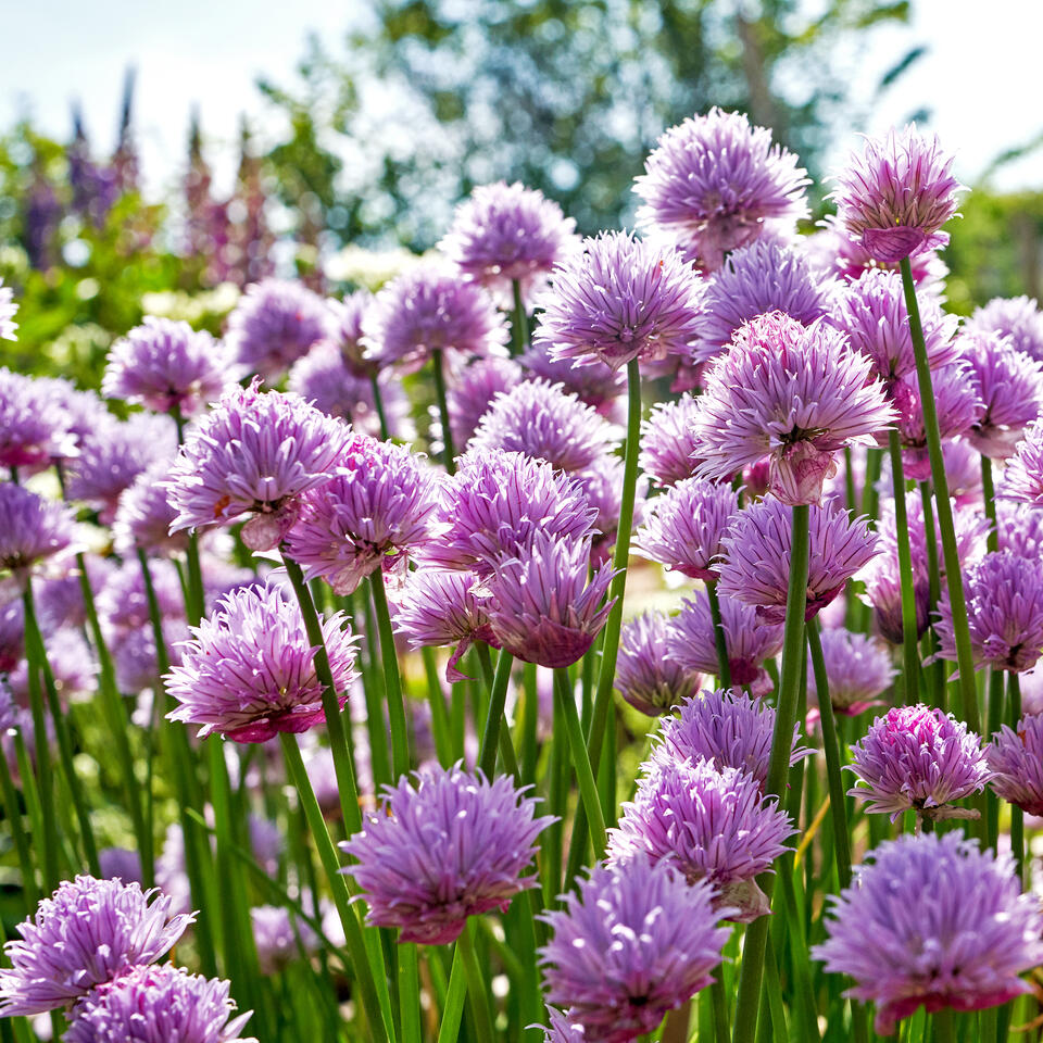8 Beautiful Herbs That Belong In Flowerbeds – Grow An Edimental ...