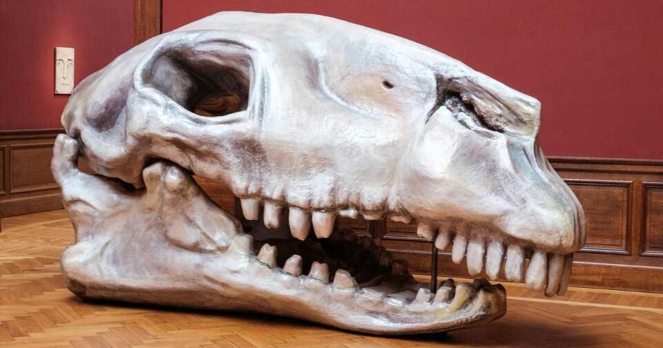 Fossil of Ancient Animal With Long Limbs Discovered, Research Reveals ...