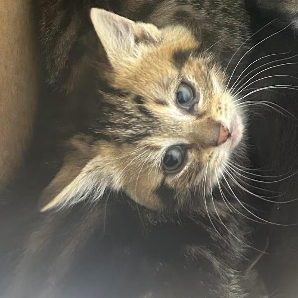 🐱 Playful, Gentle & Loving Cats Ready for Adoption in Philadelphia ...
