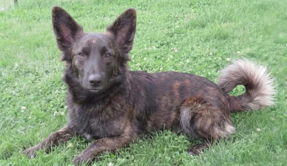 🐶 Playful, Gentle & Loyal Dogs Ready for Adoption in Crown Point ...