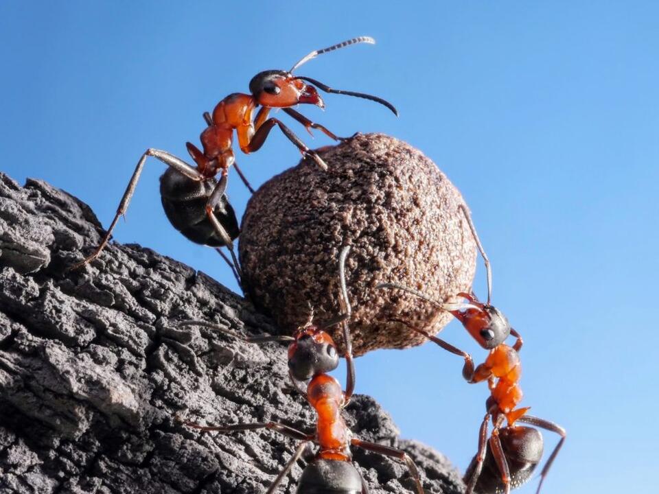 Larger ant colonies drove the evolution of worker castes