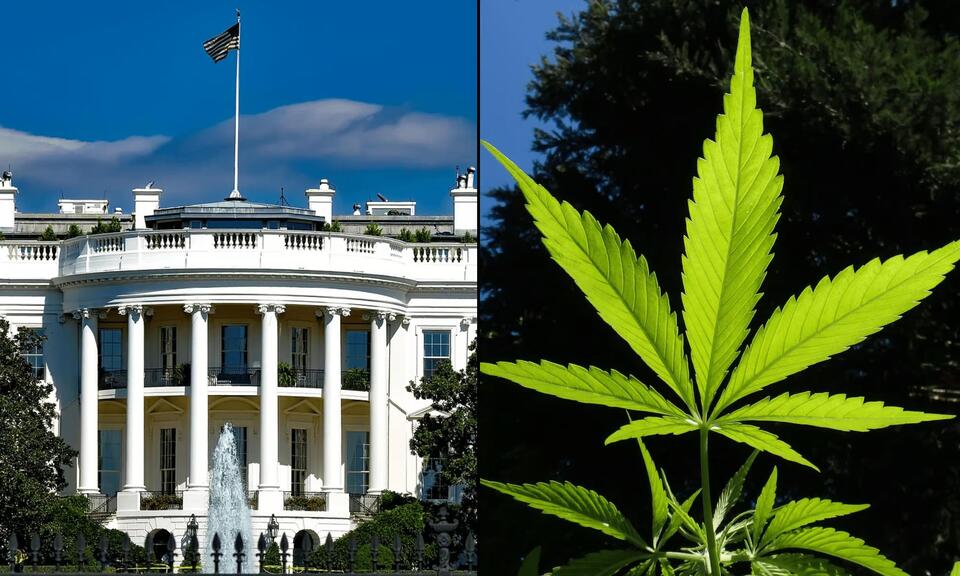Marijuana Rescheduling Blocked By Opposition ‘From Within’ DEA, Biden’s ...