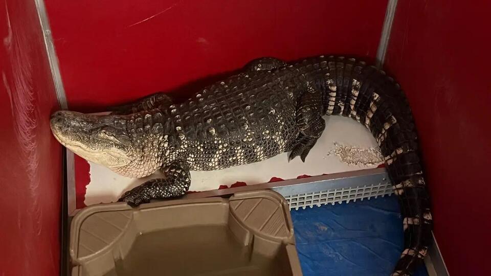 Must watch: 8-foot alligator hisses as it's removed from North ...
