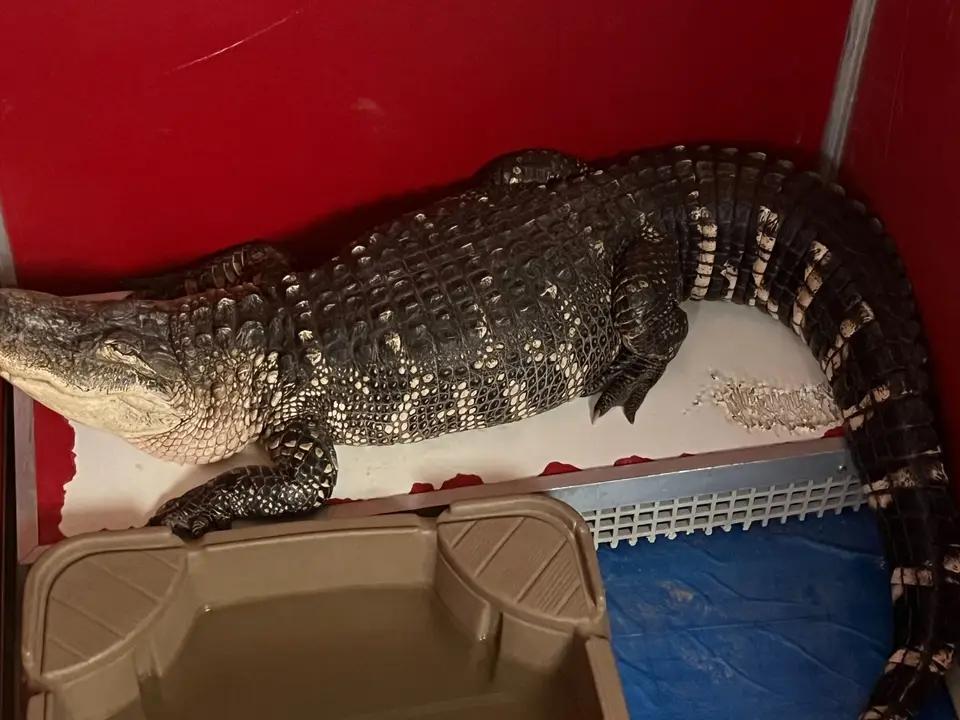 Must watch: 8-foot alligator hisses as it's removed from North ...
