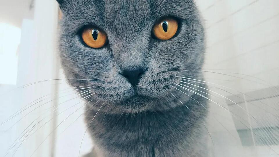 Google Photos Adds AI-Powered Meme Creation With Me Meme - NewsBreak