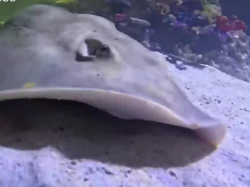‘Unexpected news’: Aquarium shares sad update on viral stingray