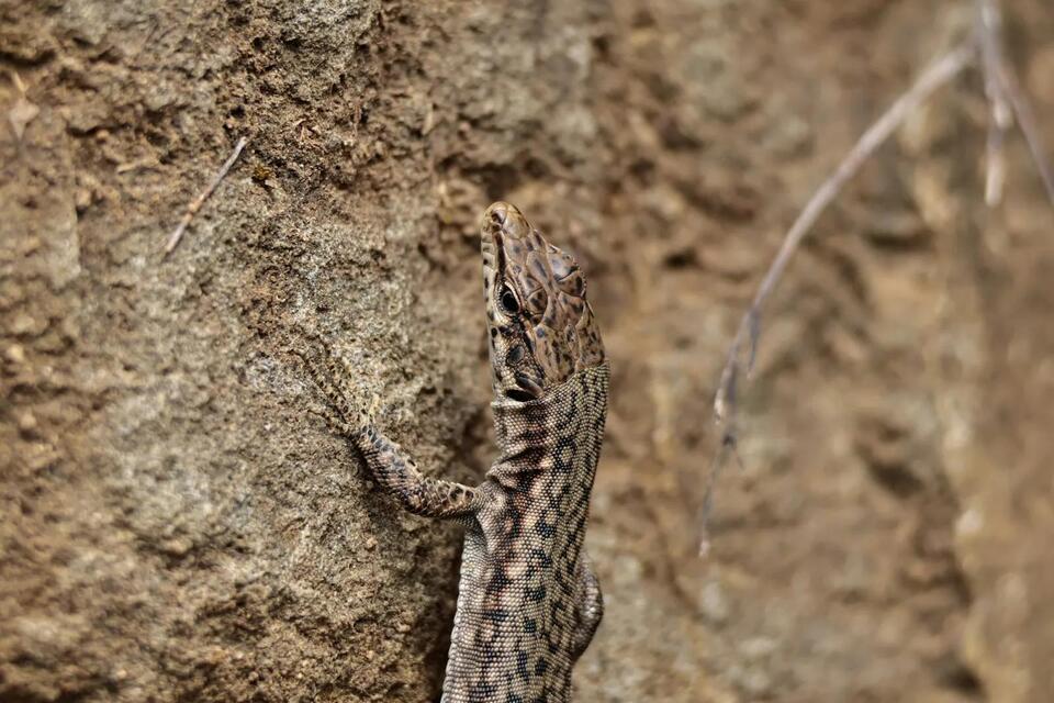 How to Identify Lizards in South Carolina: Complete Native Species ...