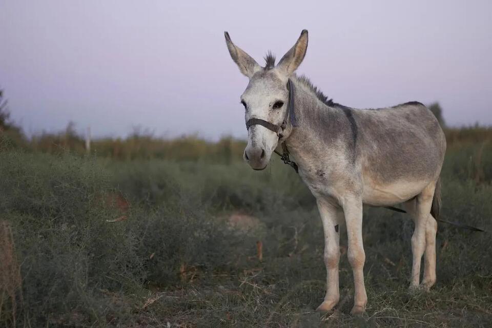 Donkey Laughs at Dog Getting Shocked - NewsBreak
