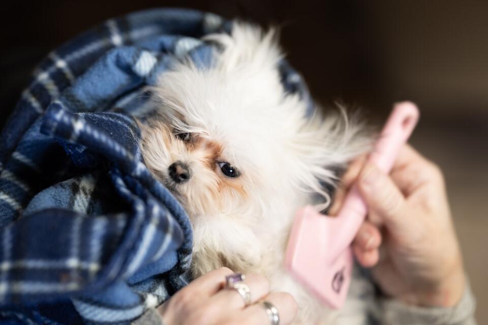 6 Easy Ways To Freshen Up A Stinky Pup - NewsBreak