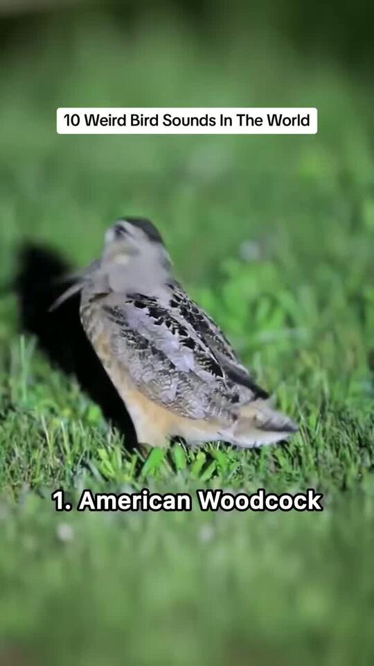 10 weird bird sounds in the world - NewsBreak