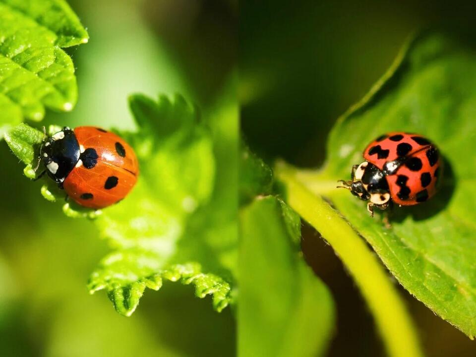 How to Tell The Difference Between Native US and Asian Ladybugs