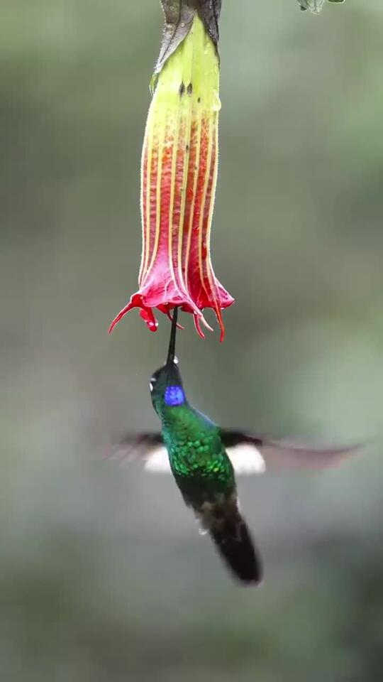 Otra linda combinacin entre las aves ms increbles y las flores ms ...