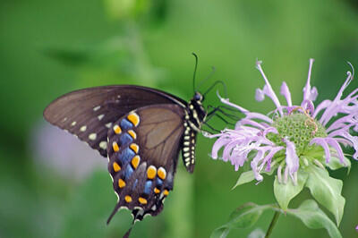📅 Guided Hike on Pollinator Habitats – June 6 at Powhatan State Park ...