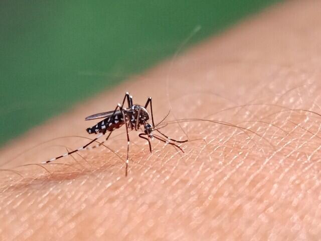 First West Nile virus case since 2020 confirmed in McLennan County