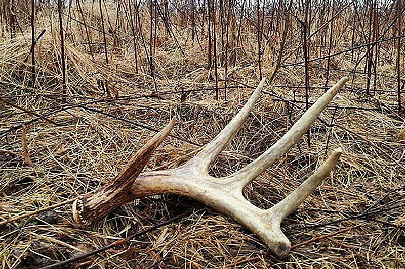 Reilly: I Learn About Deer Hunting’s Second Season - NewsBreak