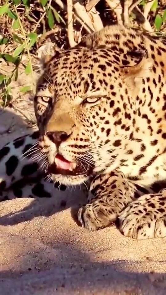 This is a very strong cat. One of the most impressive records of ...