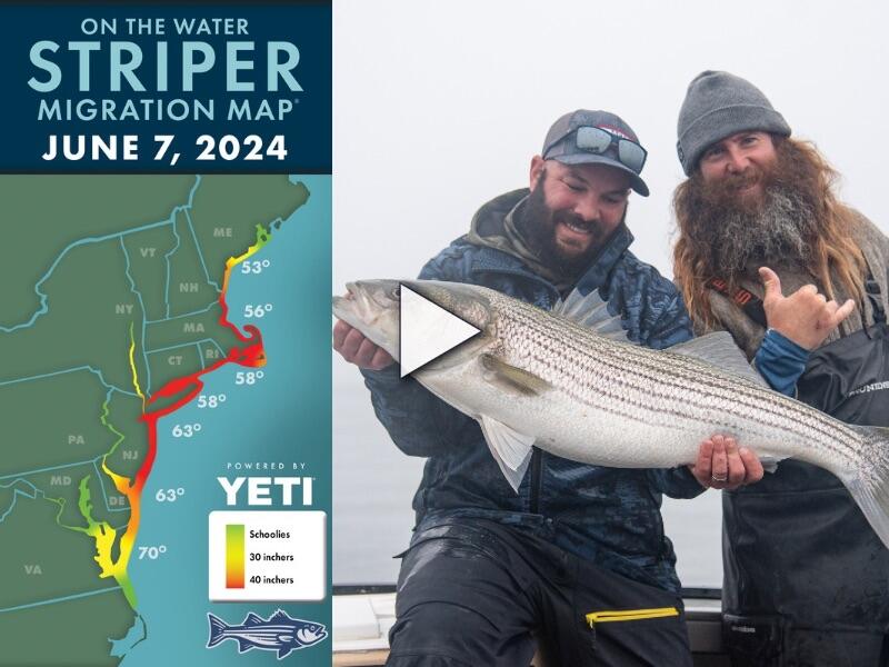 Striper Migration Report- June 7, 2024