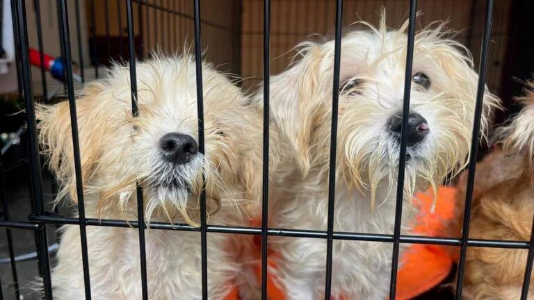 Mass. animal shelter needs help after 23 dogs surrendered all at once ...