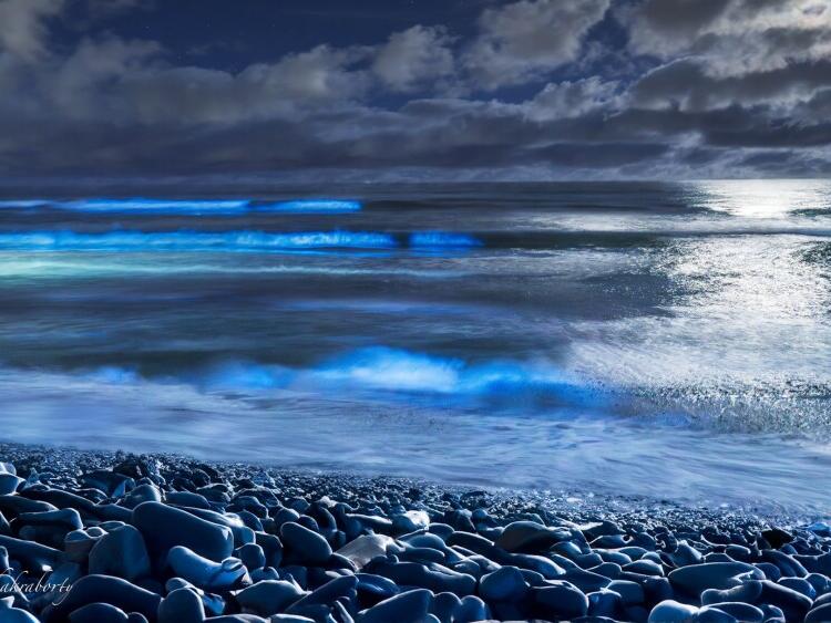 What is bioluminescence and how can you see it?
