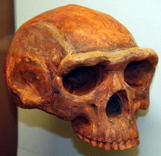 The Giants of Java: Homo erectus Fossils Beneath Surabaya’s Soil ...