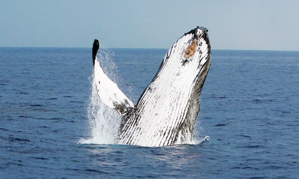Whale songs share very similar patterns with human language - NewsBreak