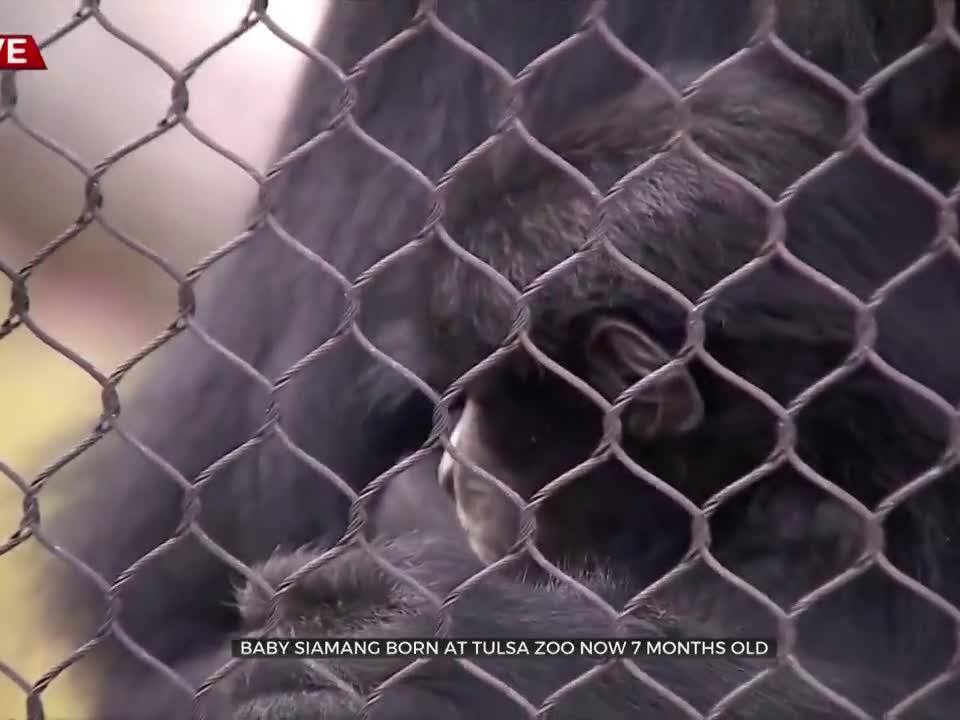 Watch: Baby Siamang At The Tulsa Zoo Now 7 Months Old