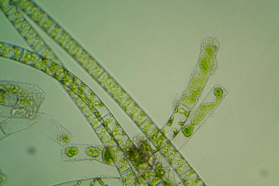 33 Facts About Eukarya - NewsBreak