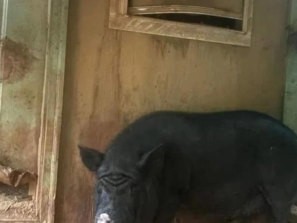Pearl's Pig Preserve in Halifax faces massive cleanup after EF-1 ...