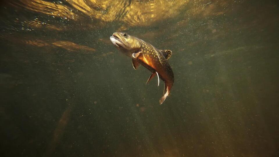 Was the 'fur trout' rediscovered after 50 years of extinction? - NewsBreak